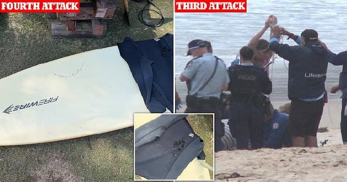 Surfer injured in 4th shark attack in Australia during 48 hours ...